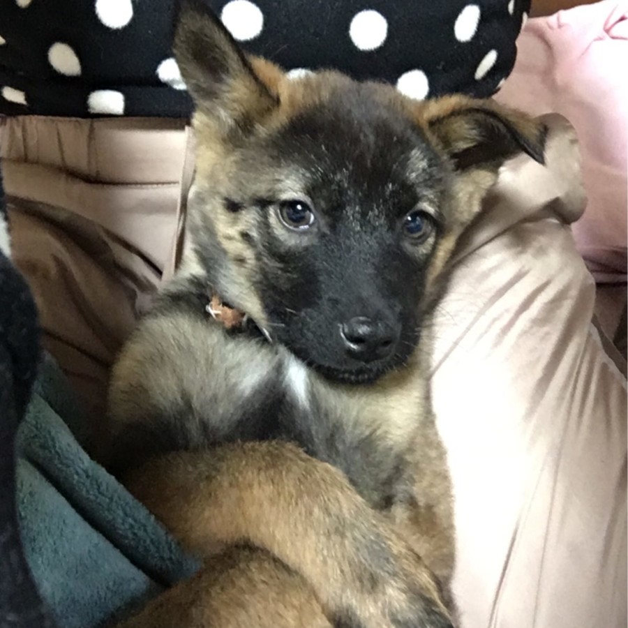 NPO法人 はぴねすDOG – 犬の里親募集～関西・大阪で犬の保護活動を行うNPO法人 はぴねすDOG